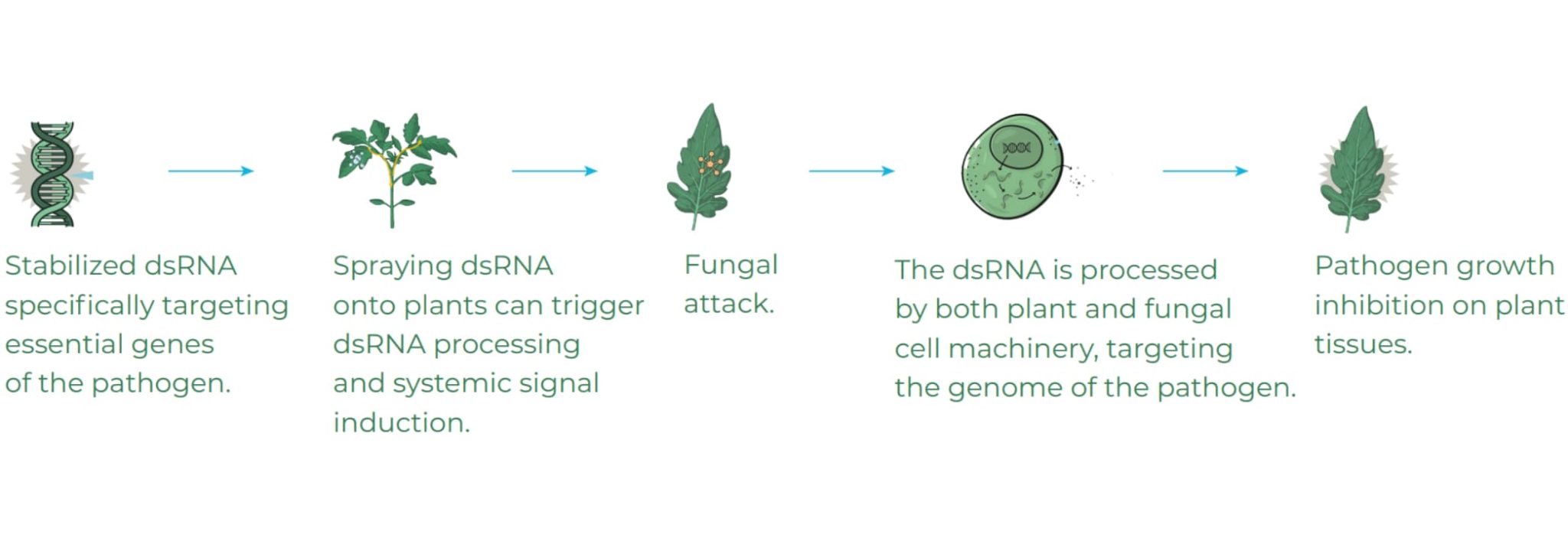 APOLO Biotech – Making plants smarter using RNA-based technologies